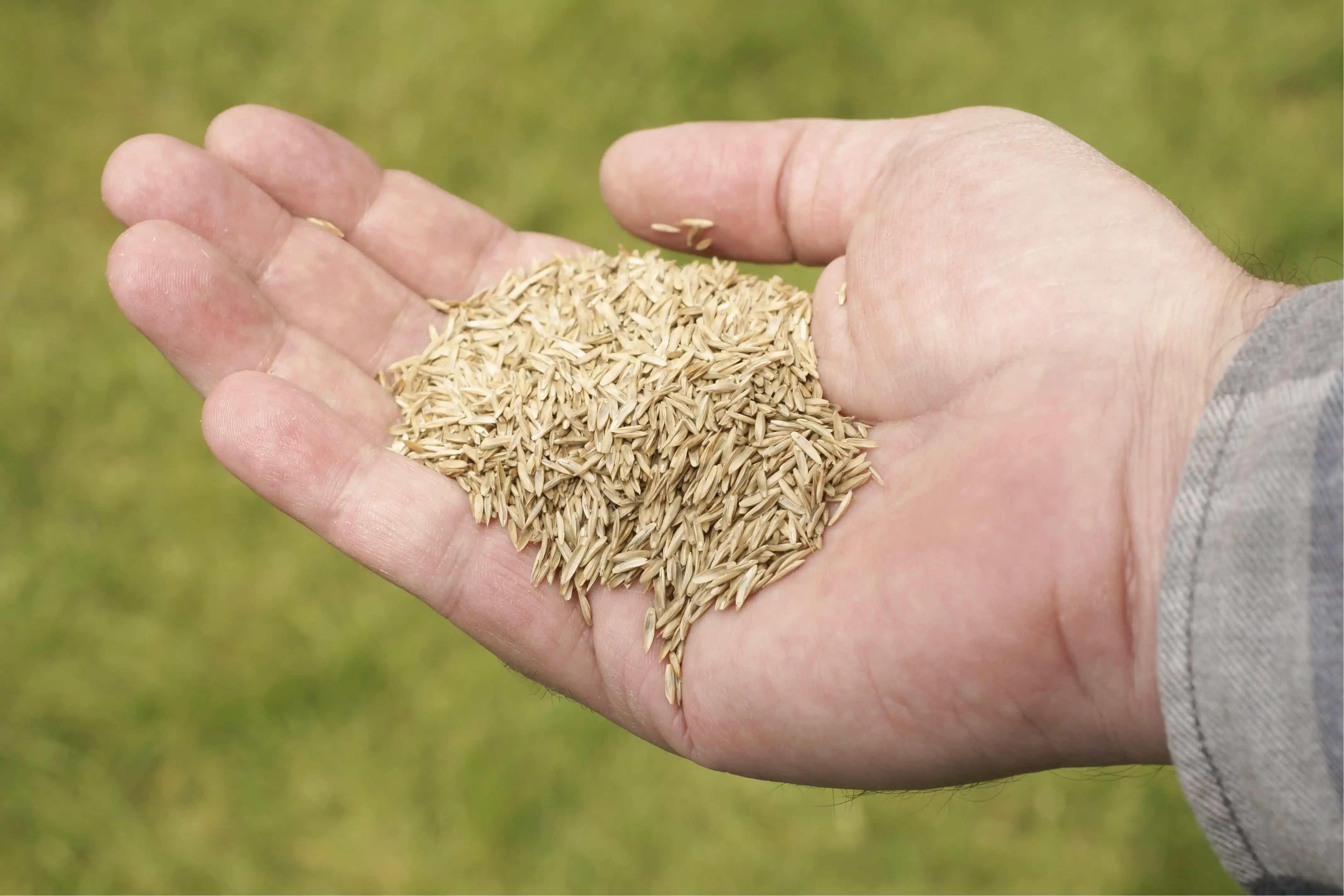 How Long Does it Take Grass Seed to Grow? | BlueGrass Lawns